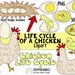 Life Cycle Clip Art - Chicken Life Cycle Clip Art - Egg Clipart - Chick ...