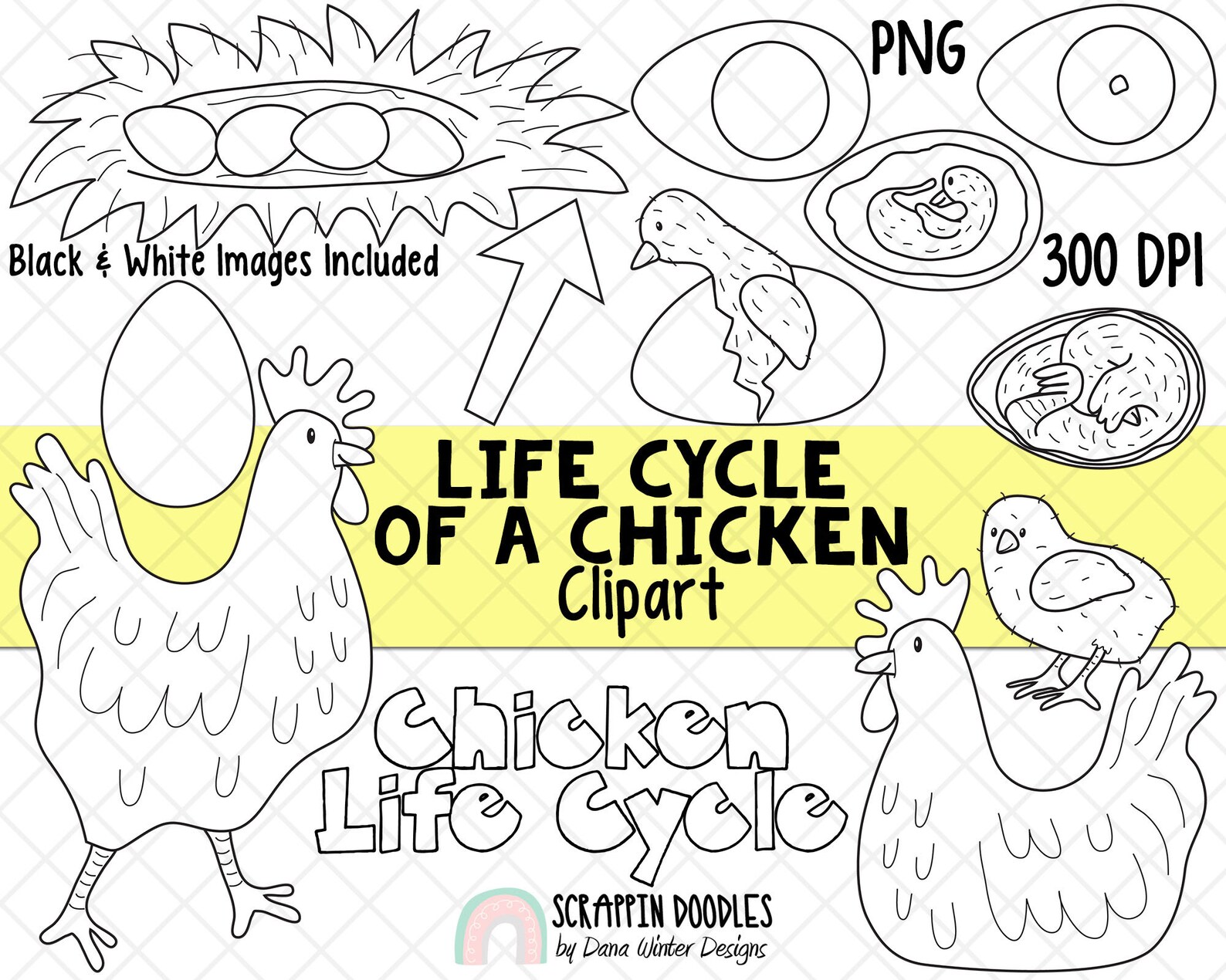 Life Cycle Clip Art - Chicken Life Cycle Clip Art - Egg Clipart - Chick ...