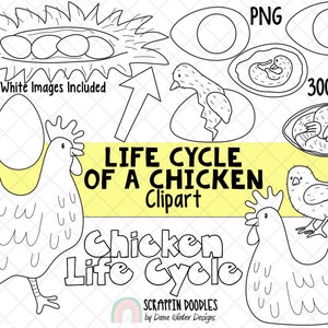 Life Cycle Clip Art - Chicken Life Cycle Clip Art - Egg Clipart - Chick ...