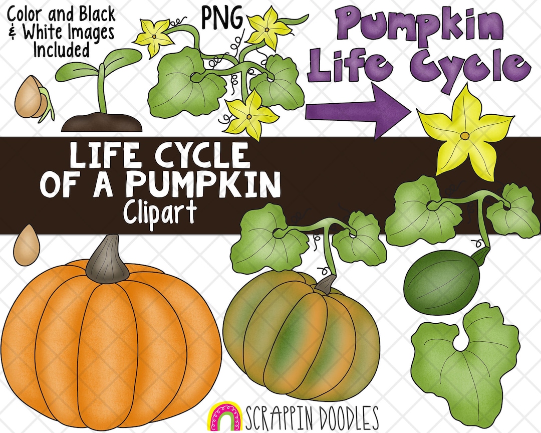 Life Cycle Clip Art - Pumpkin Life Cycle Clip Art - Squash Life Cycle ...