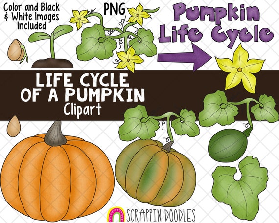 Life Cycle Clip Art Pumpkin Life Cycle Clip Art Squash | Etsy