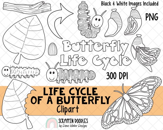Clipart Du Cycle De Vie Du Papillon