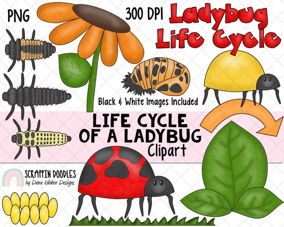 Life Cycle Clip Art Ladybug Life Cycle Clip Art Egg | Etsy Canada