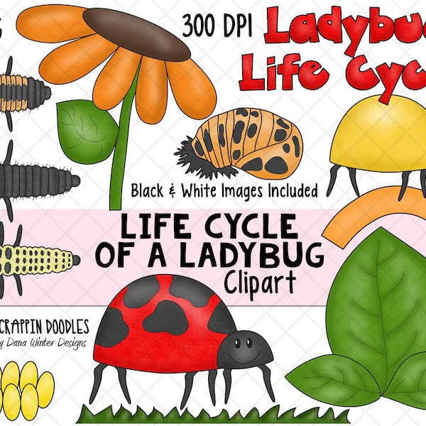 Life Cycle of a Ladybug - Etsy