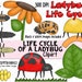Life Cycle Clip Art - Ladybug Life Cycle Clip Art - Egg Clipart ...