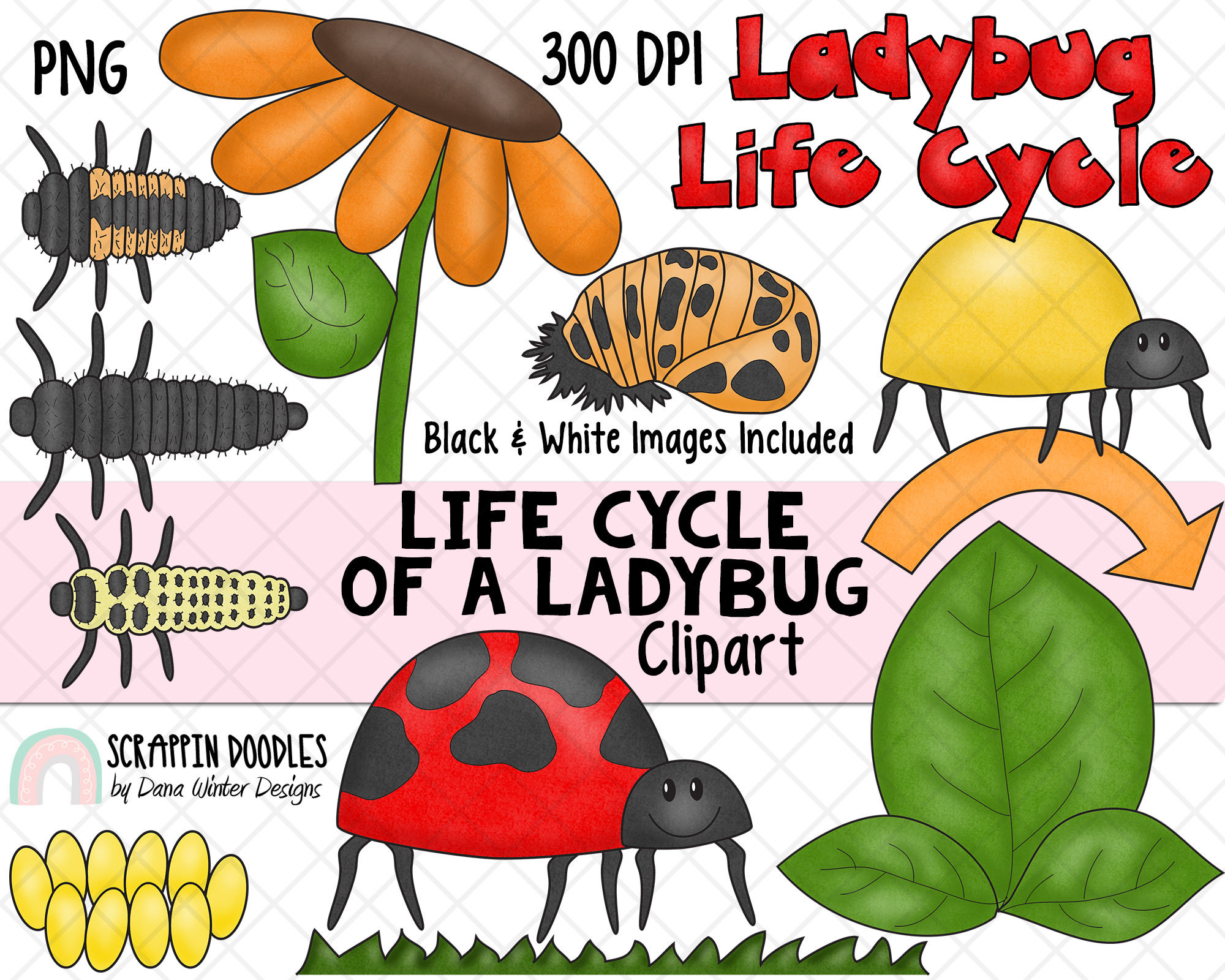 Life Cycle Clip Art - Ladybug Life Cycle Clip Art - Egg Clipart ...