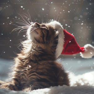 kitten wallpaper border