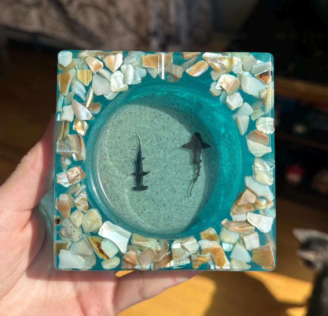 Shark Week Ash Tray / Jewlery Dish - Hammerhead and Nurse Shark - Etsy