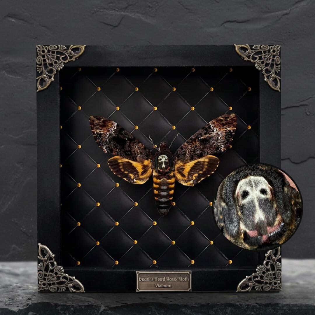 Real Death Head Moth in Frame – Acherontia Taxidermy Butterfly Wall Art ...