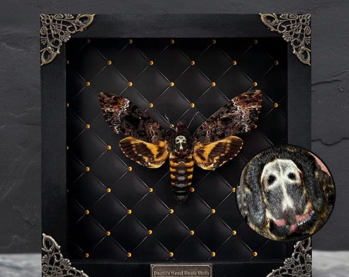 Atlas Moth Attacus Lorquini Frame - Etsy