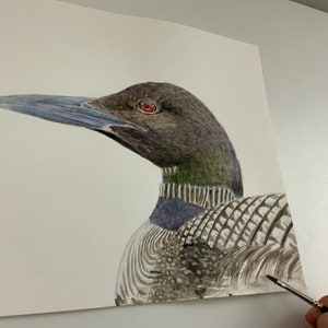 Watercolor Original Painting. Hand Painted. Watercolor of a Loon. Loon ...