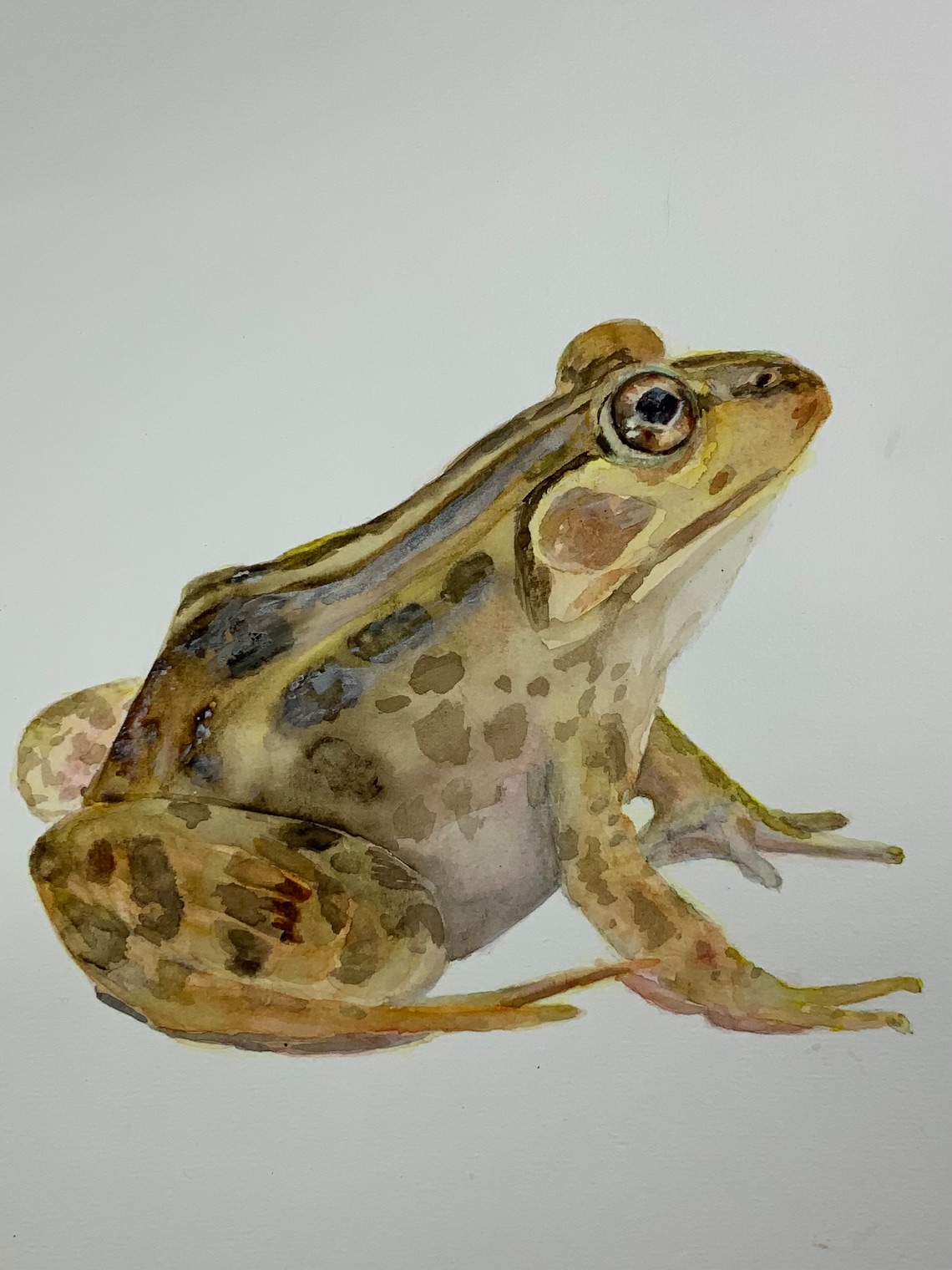 Watercolor Painting of a Frog. Professional Giclee Fine Art Print of My ...