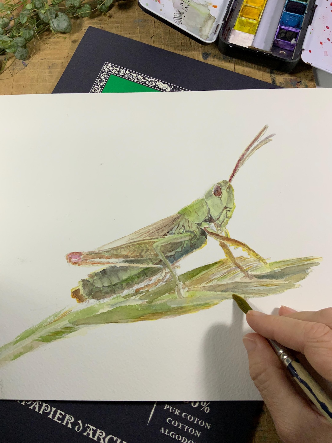 Hand-painted Original Watercolor Painting of a Grasshopper. Entomology ...