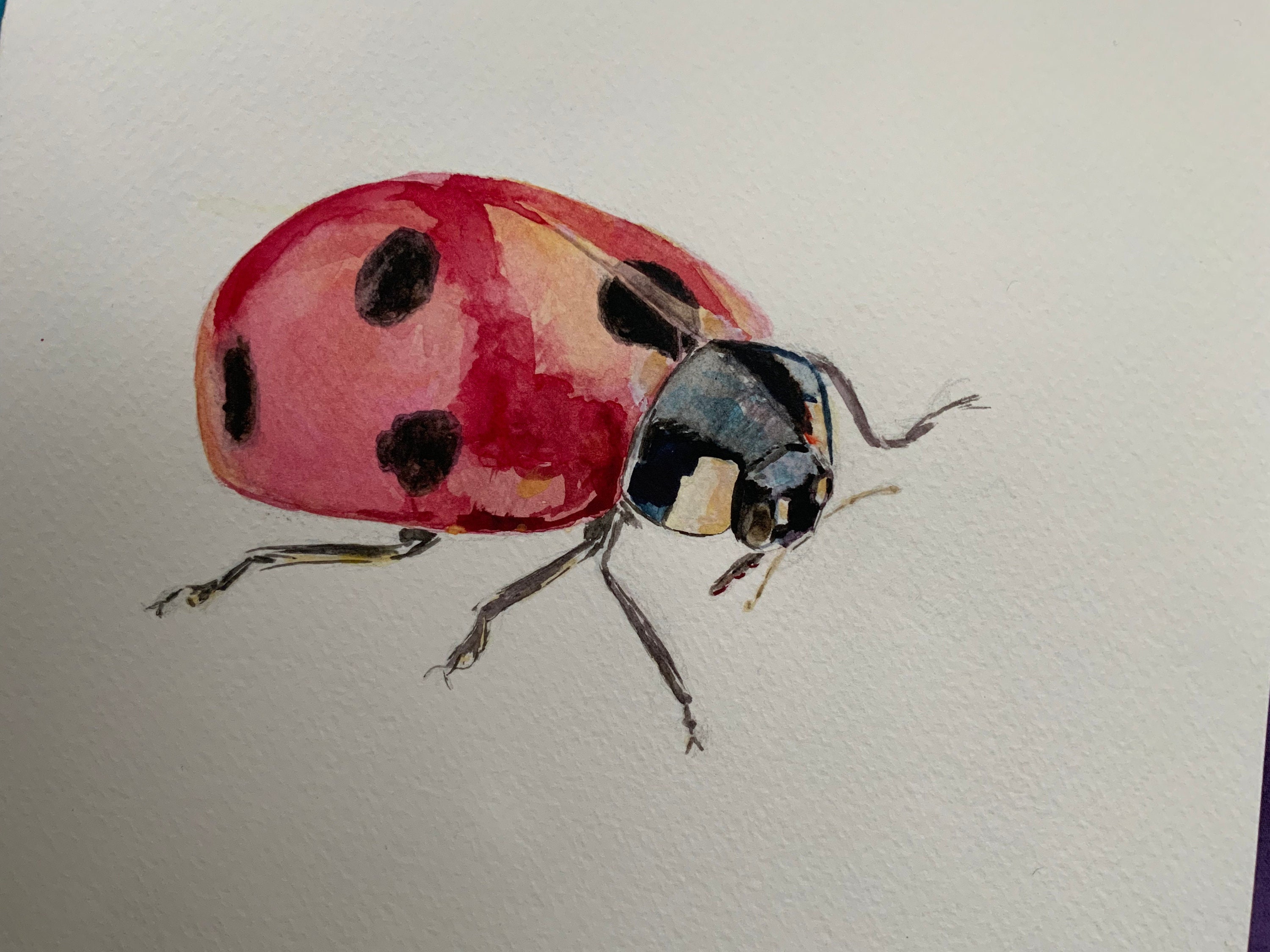How To Draw A Realistic Ladybug