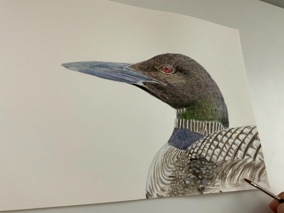 Watercolor Original Painting. Hand Painted. Watercolor of a Loon. Loon ...