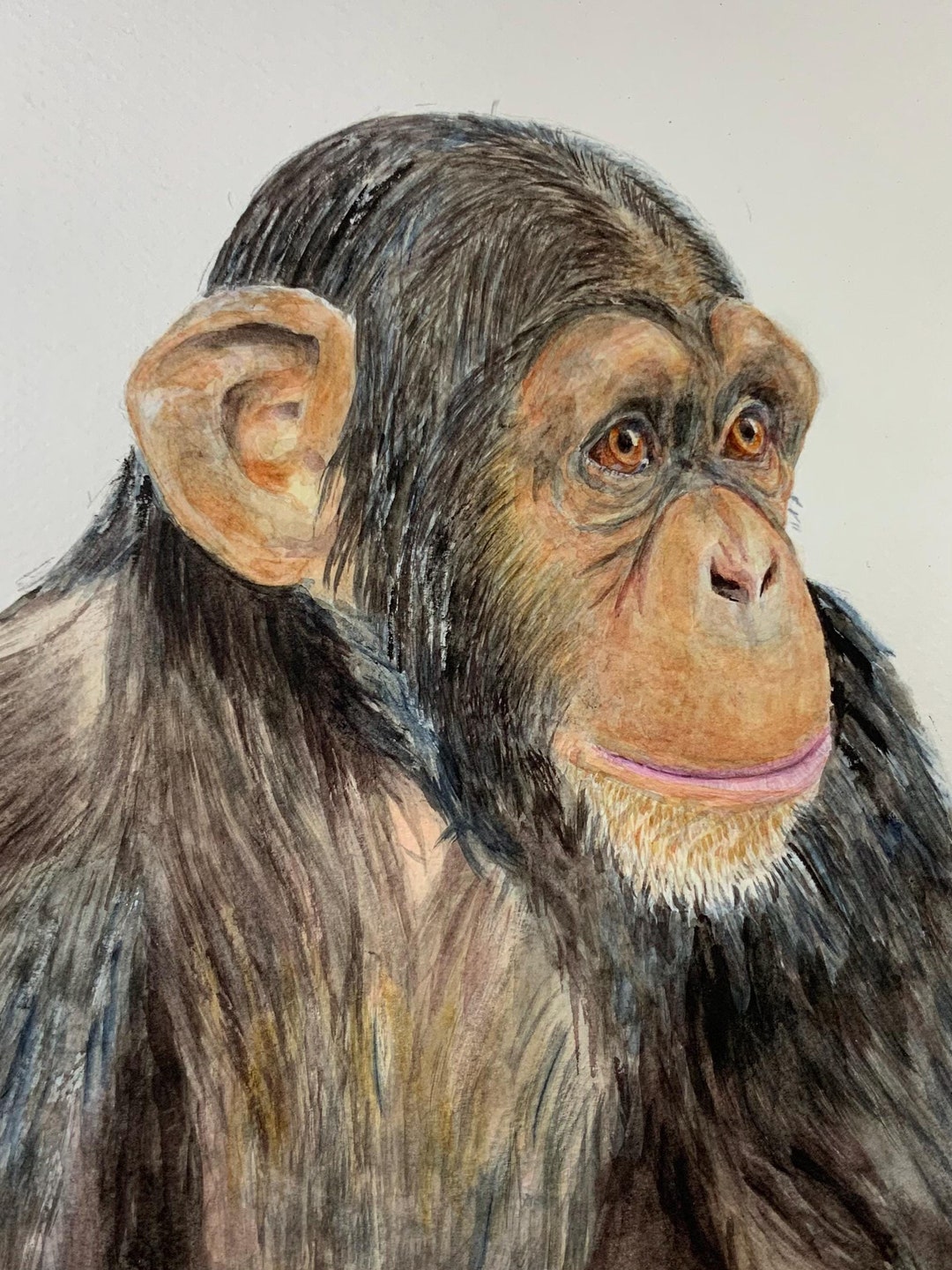 Watercolor Original Painting. Hand Painted. Watercolor of an Chimpanzee ...