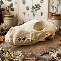 Natural Various Types Skull DIY Specimen Teaching Model - Etsy