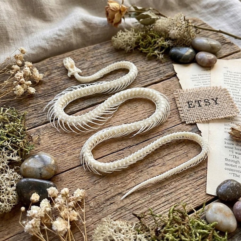 Real Snake Skeleton Taxidermy - Genuine Animal Bones Specimen for ...