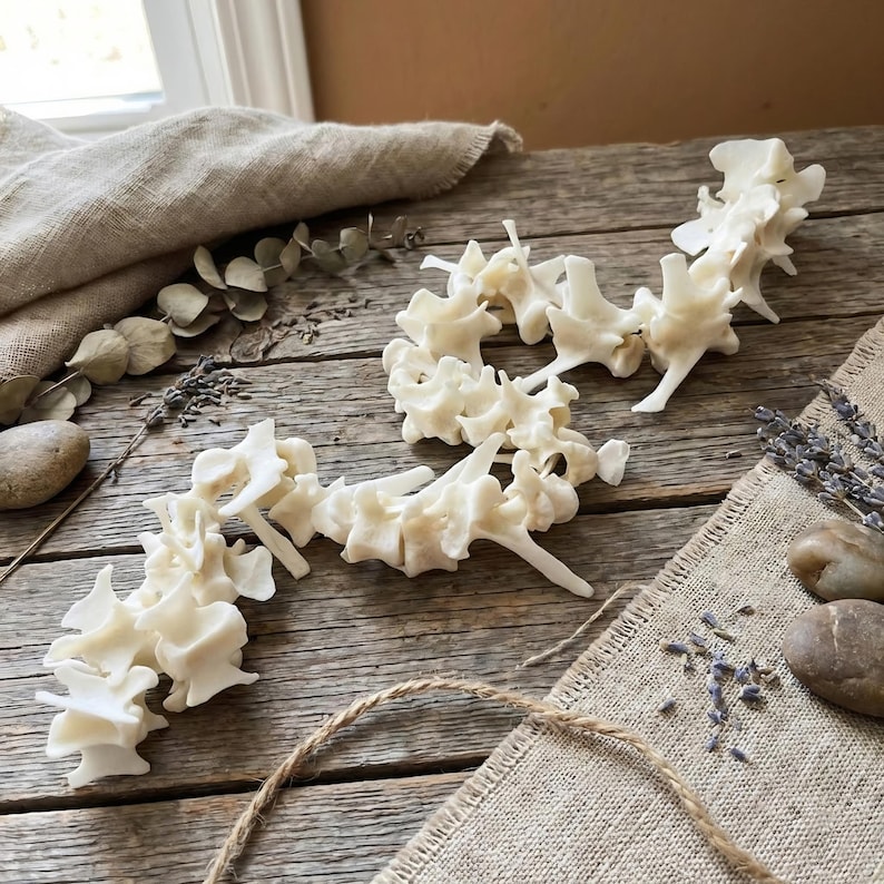 Real Fox Spine Bone - Taxidermy Vertebrae Natural Animal Bone Specimen ...