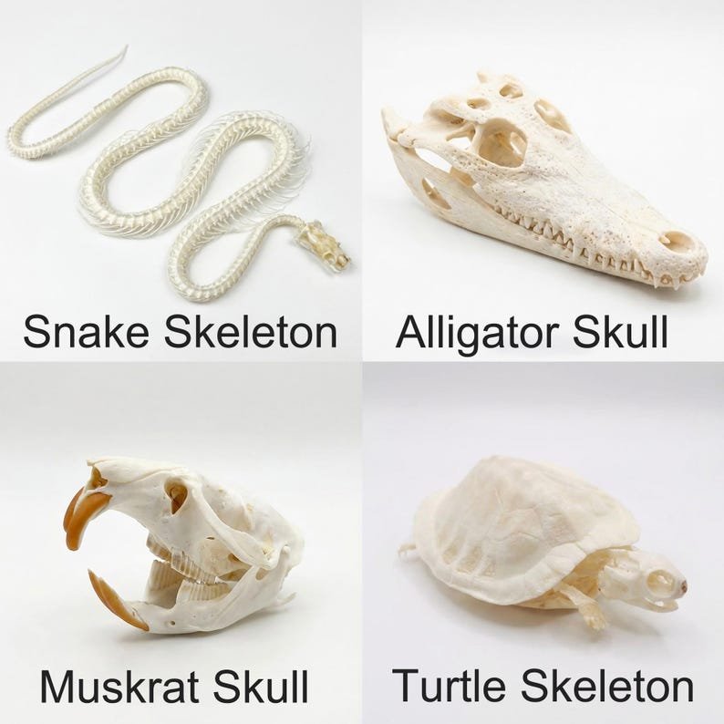 Real Animal Skull Taxidermy - Natural Osteology Specimen for Science ...