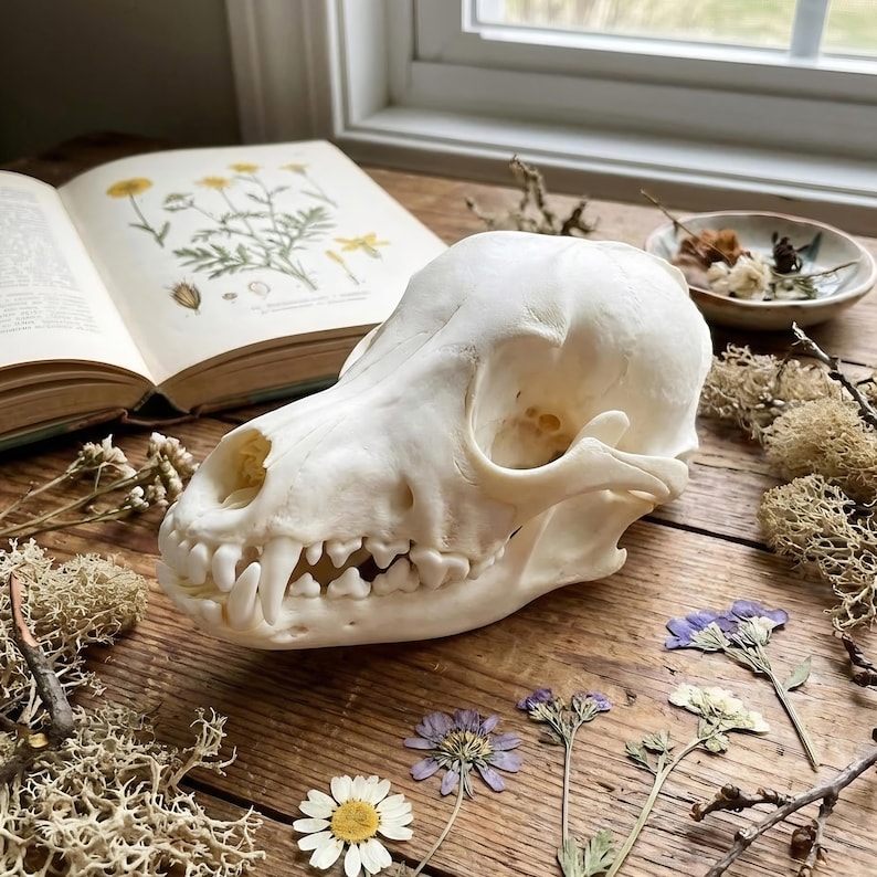 Real Animal Skull Taxidermy - Natural Osteology Specimen for Science ...