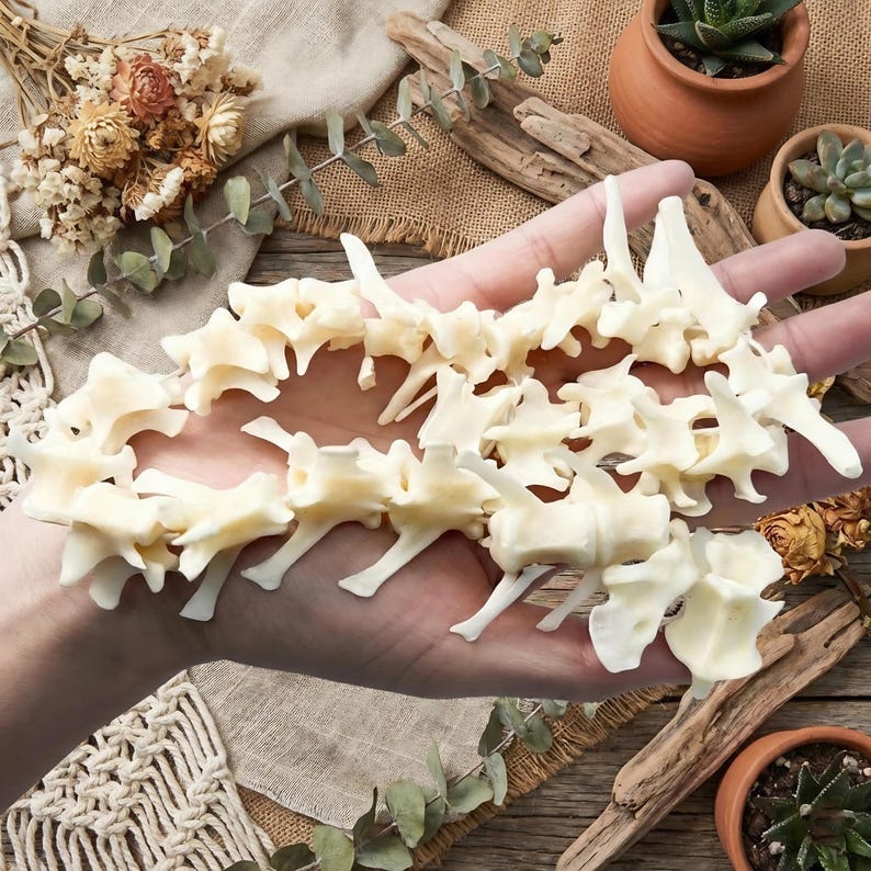 Real Fox Spine Bone - Taxidermy Vertebrae Natural Animal Bone Specimen ...