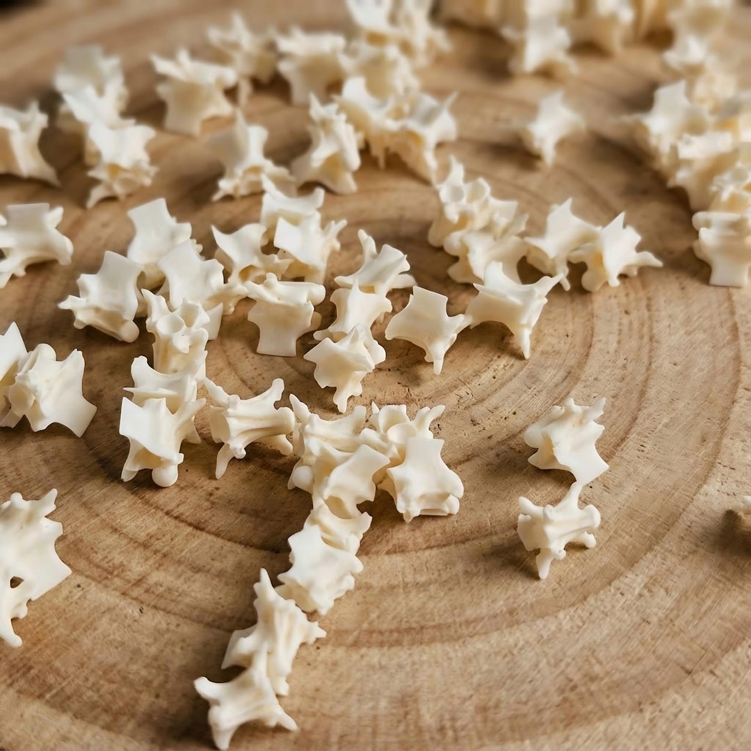 Real Snake Vertebrae Bones Taxidermy Supplies, Natural Osteology ...