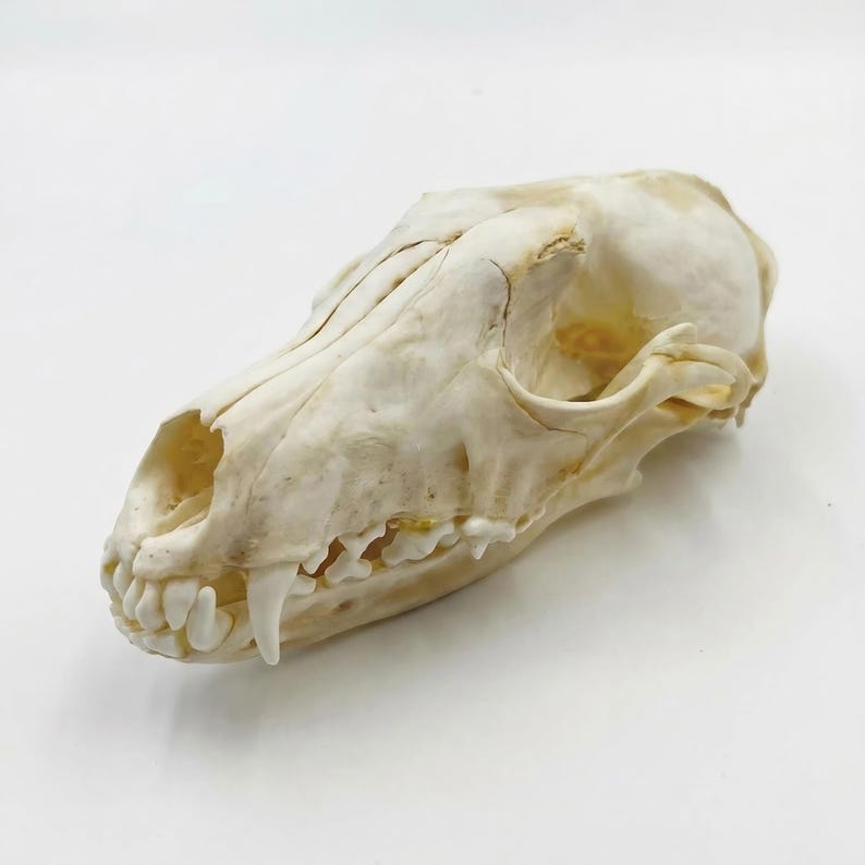 Real Fox Animal Skull Taxidermy - Natural Osteology Specimen for ...