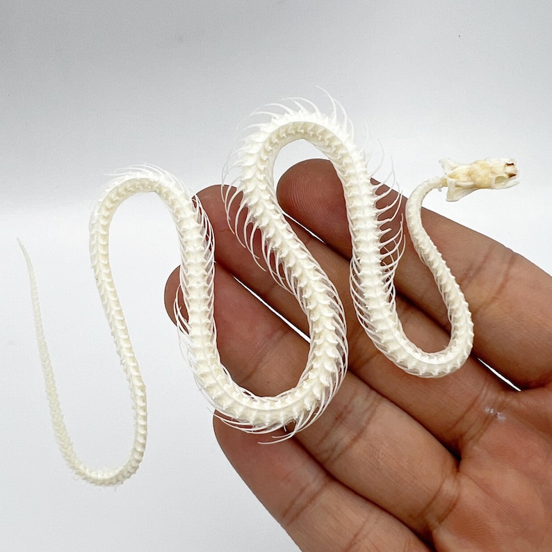 Real Snake Skeleton Taxidermy - Genuine Animal Bones Specimen for ...