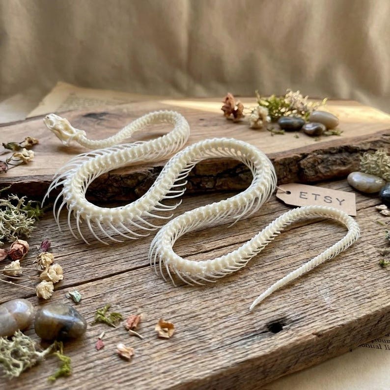 Real Snake Skeleton Taxidermy - Genuine Animal Bones Specimen for ...