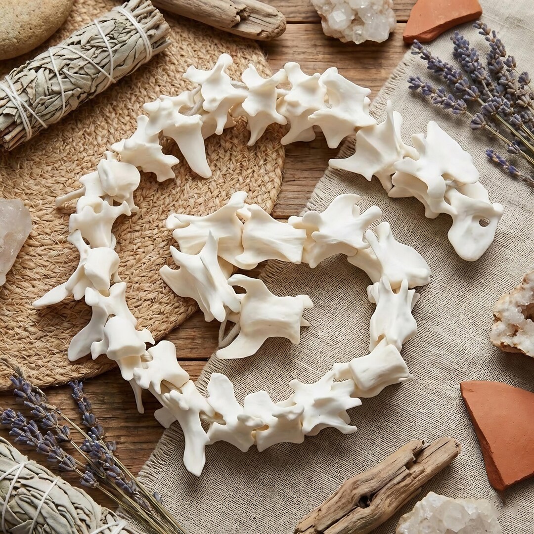 Real Mink Spine Bone - Taxidermy Vertebrae Natural Animal Bone Specimen ...