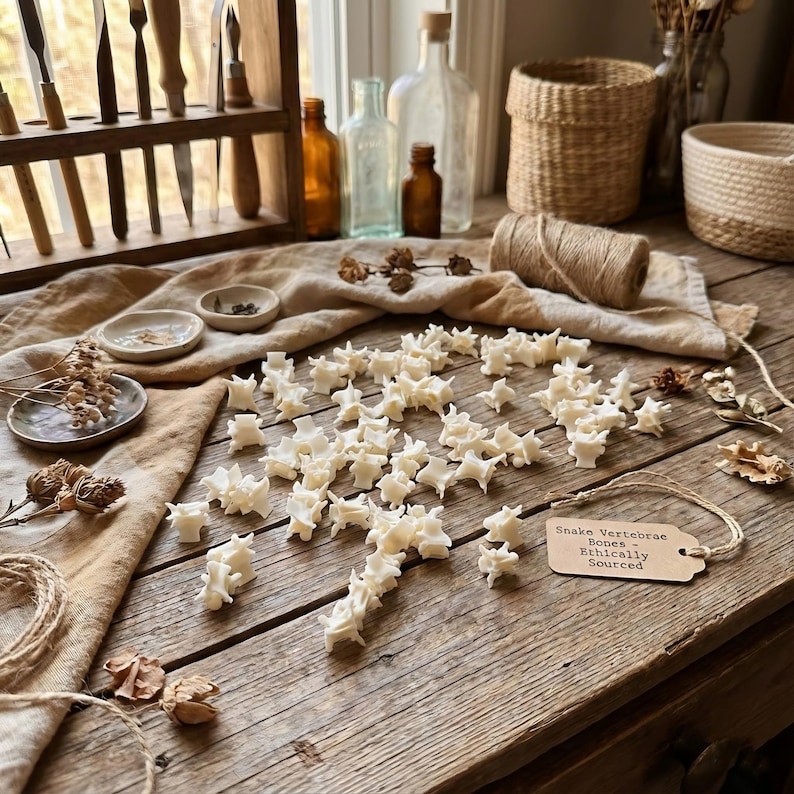 Real Snake Vertebrae Bones Taxidermy Supplies, Natural Osteology ...