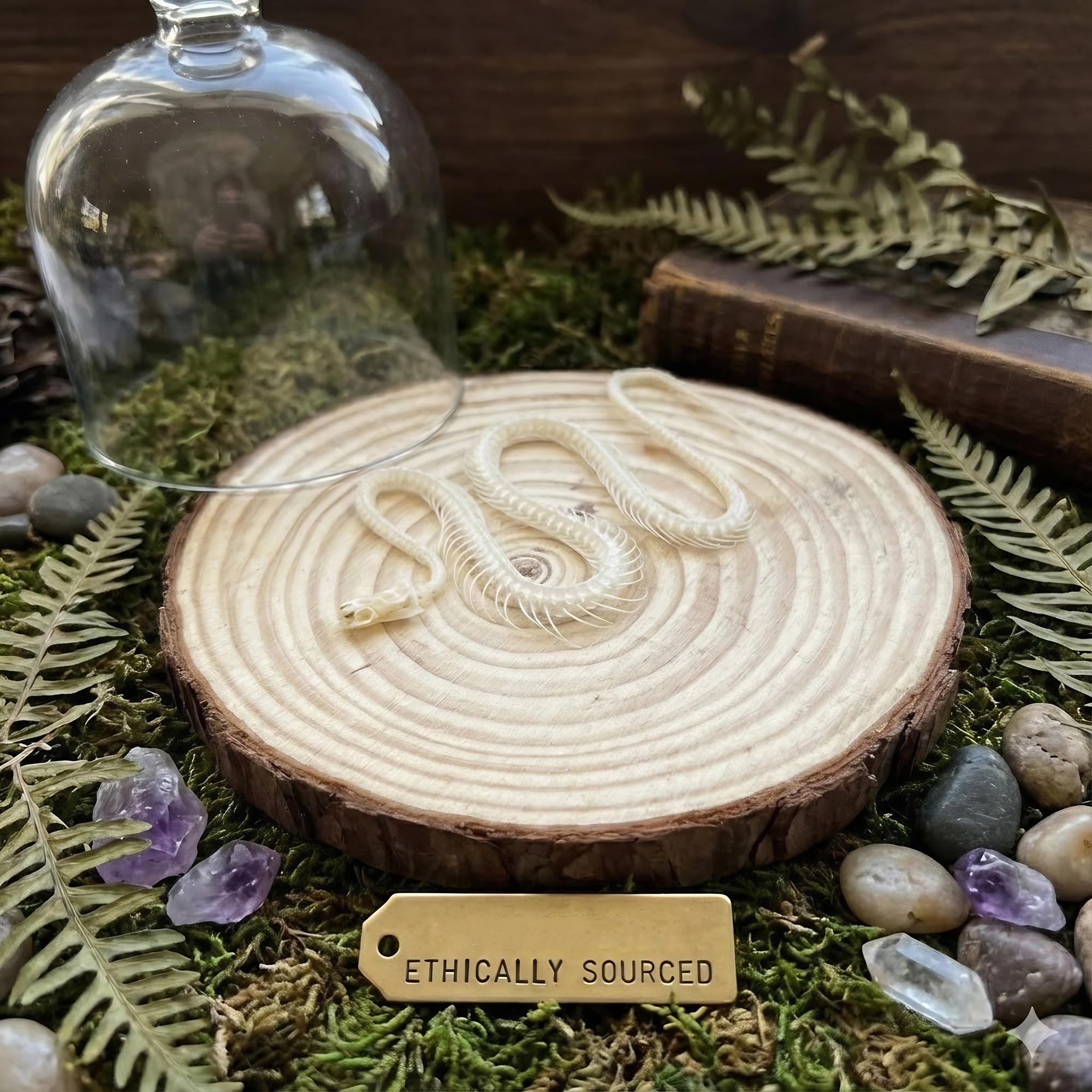 Real Snake Skeleton Taxidermy - Genuine Animal Bones Specimen for ...