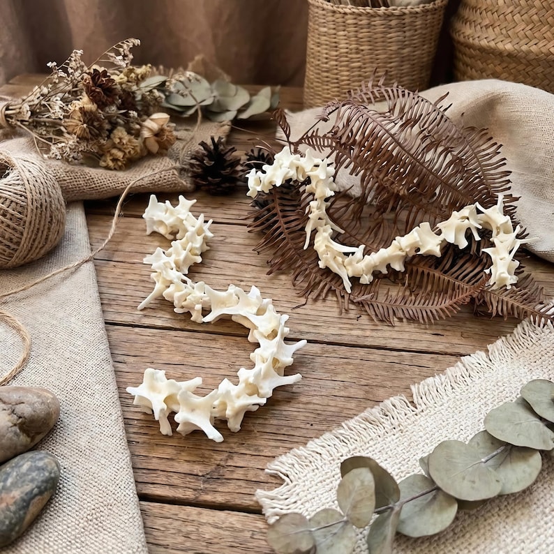 Real Fox Spine Bone - Taxidermy Vertebrae Natural Animal Bone Specimen ...