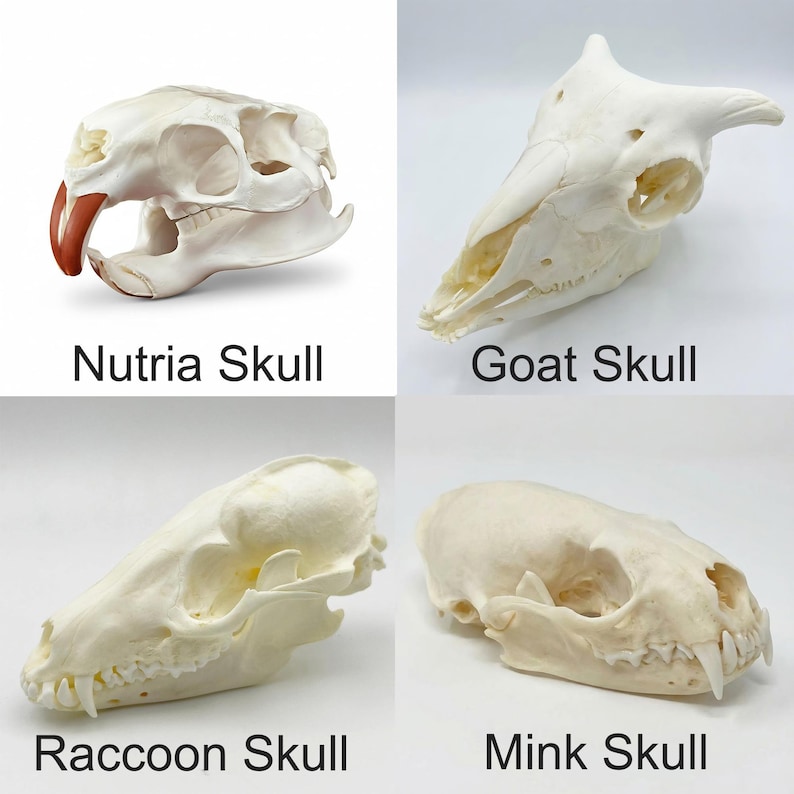 Real Animal Skull Taxidermy Collection- Natural Osteology Specimen for ...
