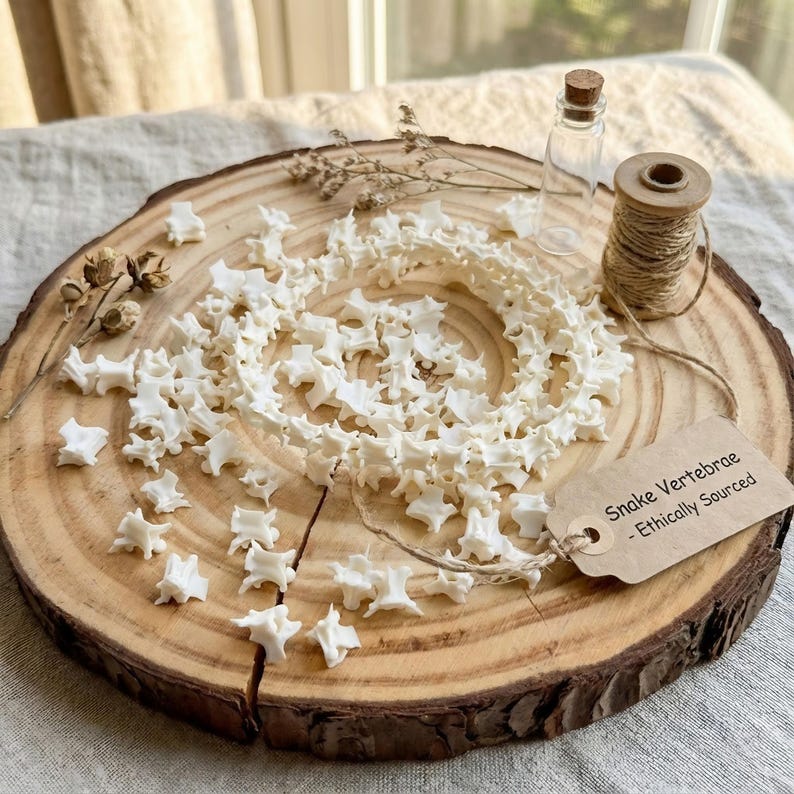 Real Snake Vertebrae Bones Taxidermy Supplies, Natural Osteology ...
