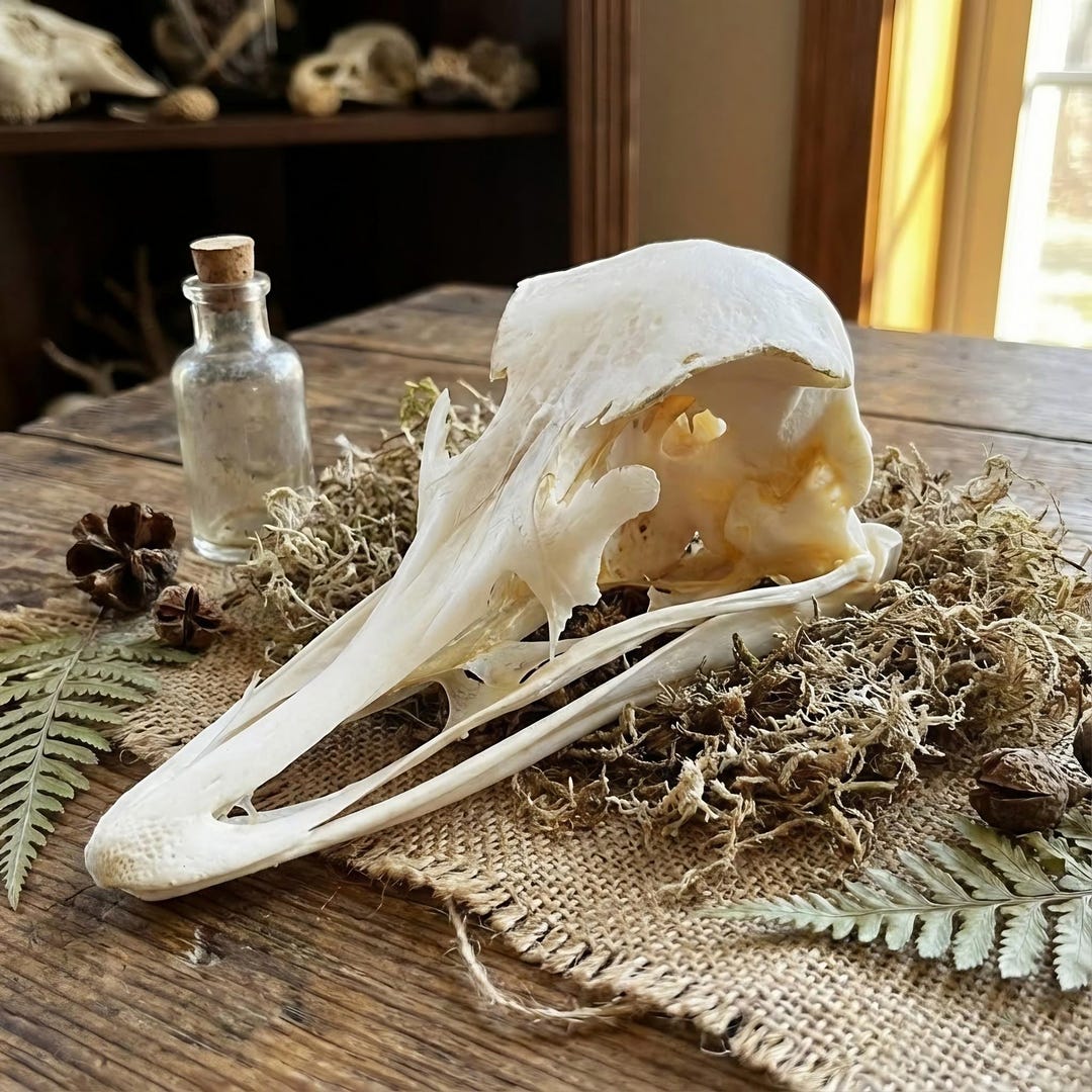 Real Ostrich Animal Skull Taxidermy - Natural Osteology Specimen for ...
