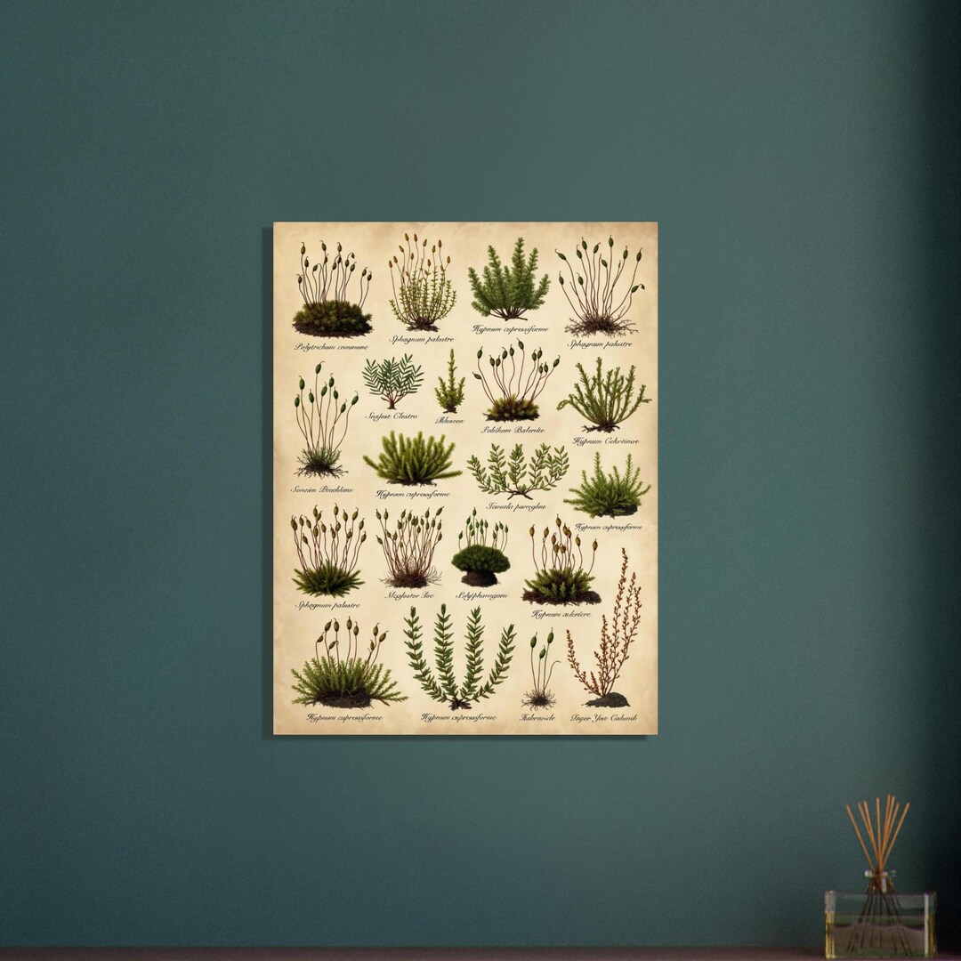 Vintage Moss Identification Poster – Botanical Print, Natural History ...