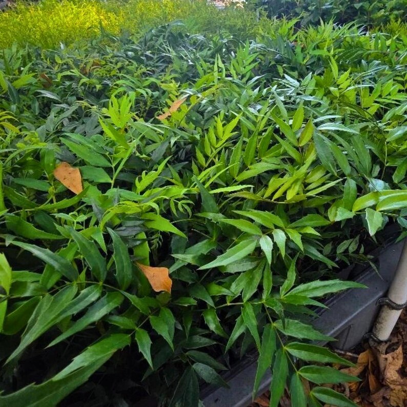 Funky Flow Mahonia – Starter Plant | Evergreen Shrub With Architectural ...