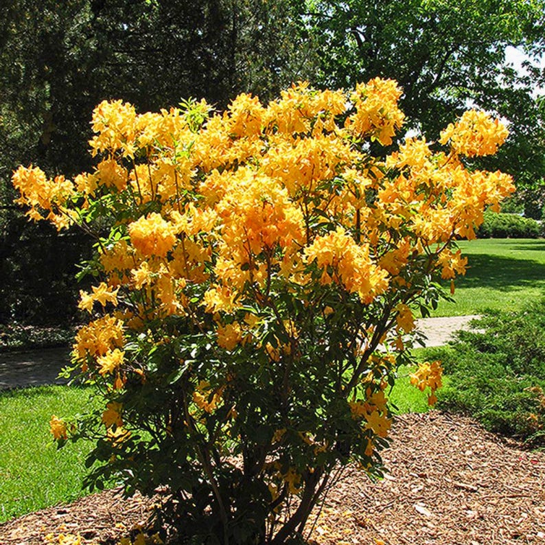 Golden Lights Deciduous Azalea – 2.5” Live Plant | Hardy Yellow Azalea ...