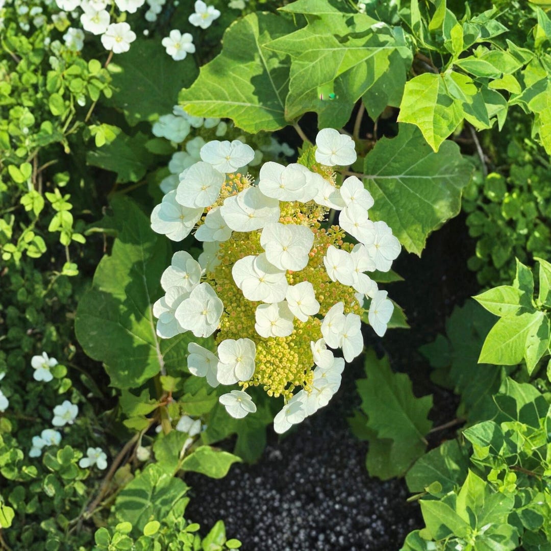 Toy Soldier Oakleaf Hydrangea – Starter Plant | Bloomin’ Easy Flowering ...