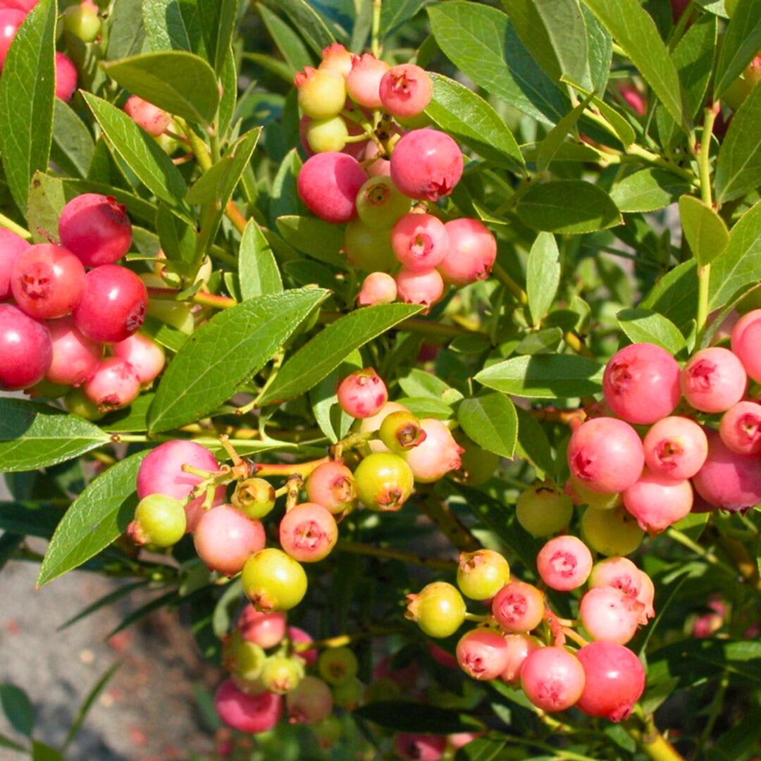Pink Lemonade Blueberry – Live Plant | Ornamental & Fruiting Vaccinium ...