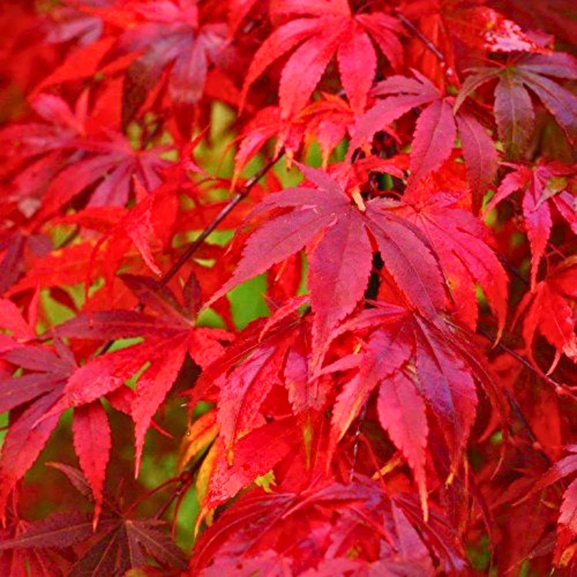 2.5 Fireglow Upright Red Japanese Maple Tree – Acer Palmatum With ...