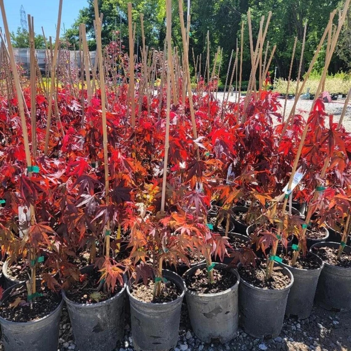 2.5 Fireglow Upright Red Japanese Maple Tree – Acer Palmatum With ...