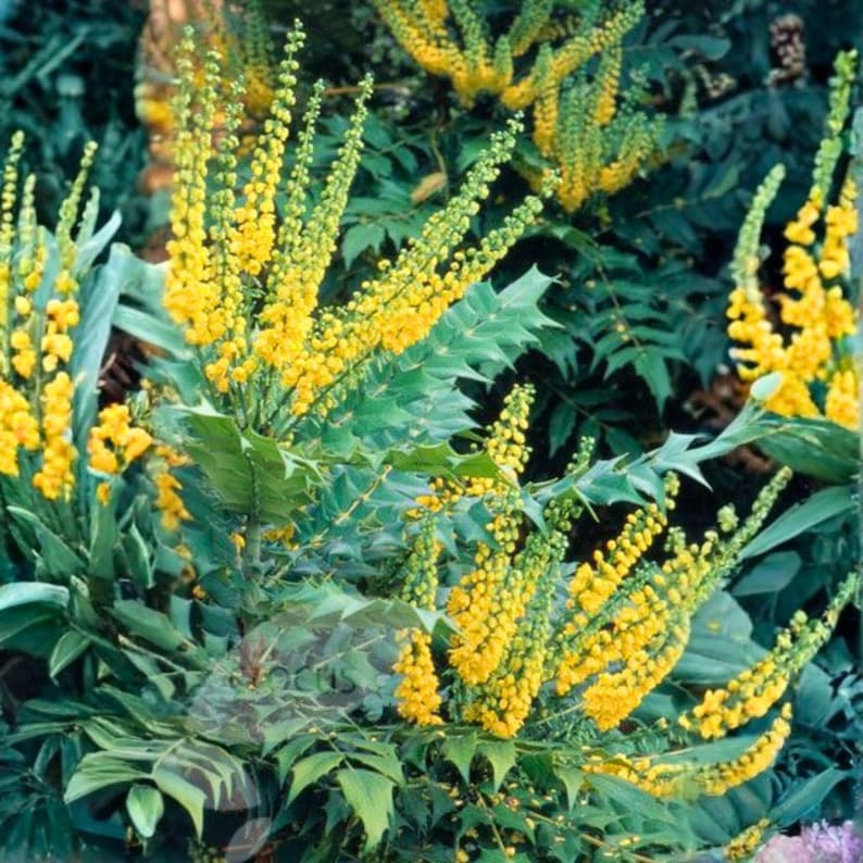 Funky Flow Mahonia – Starter Plant | Evergreen Shrub With Architectural ...