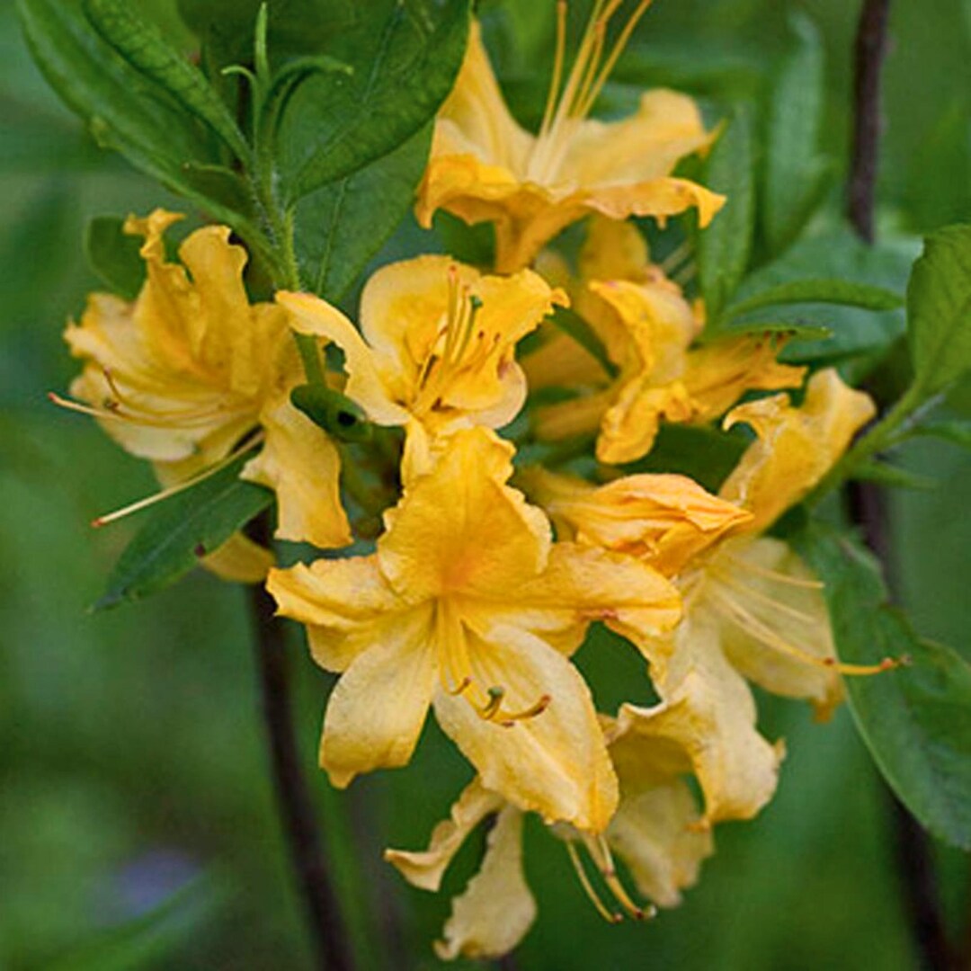 Golden Lights Deciduous Azalea – 2.5” Live Plant | Hardy Yellow Azalea ...
