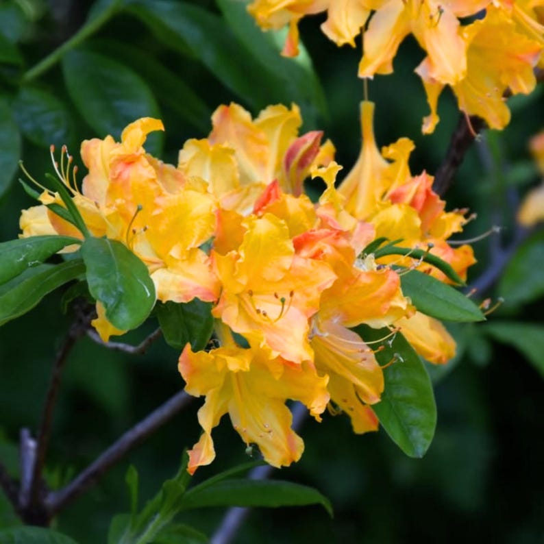 Golden Lights Deciduous Azalea – 2.5” Live Plant | Hardy Yellow Azalea ...