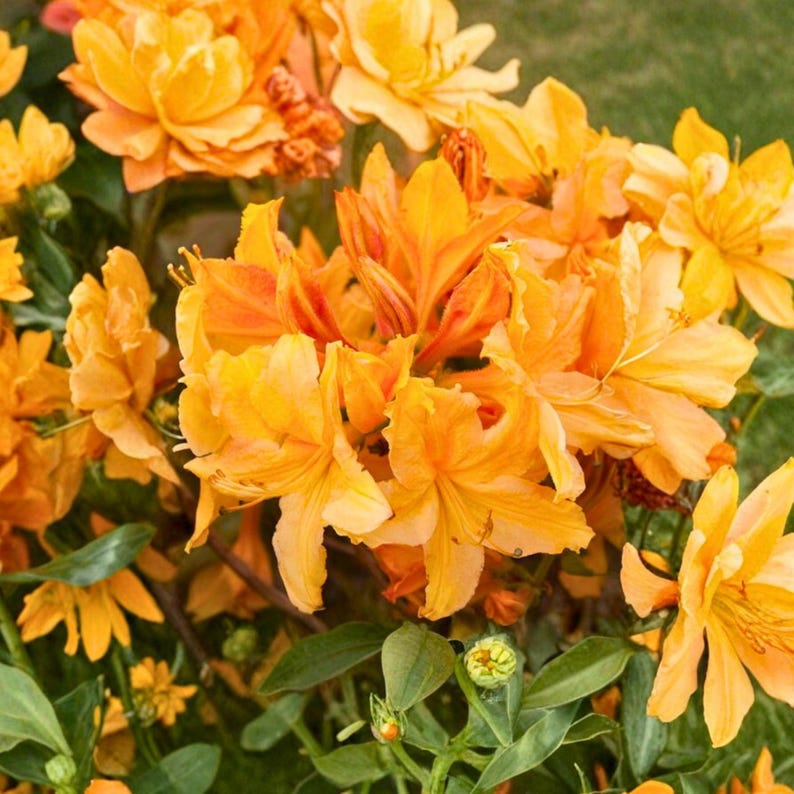 Golden Lights Deciduous Azalea – 2.5” Live Plant | Hardy Yellow Azalea ...
