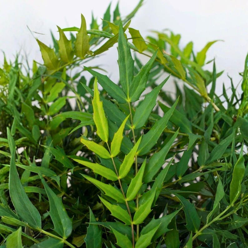 Funky Flow Mahonia – Starter Plant | Evergreen Shrub With Architectural ...