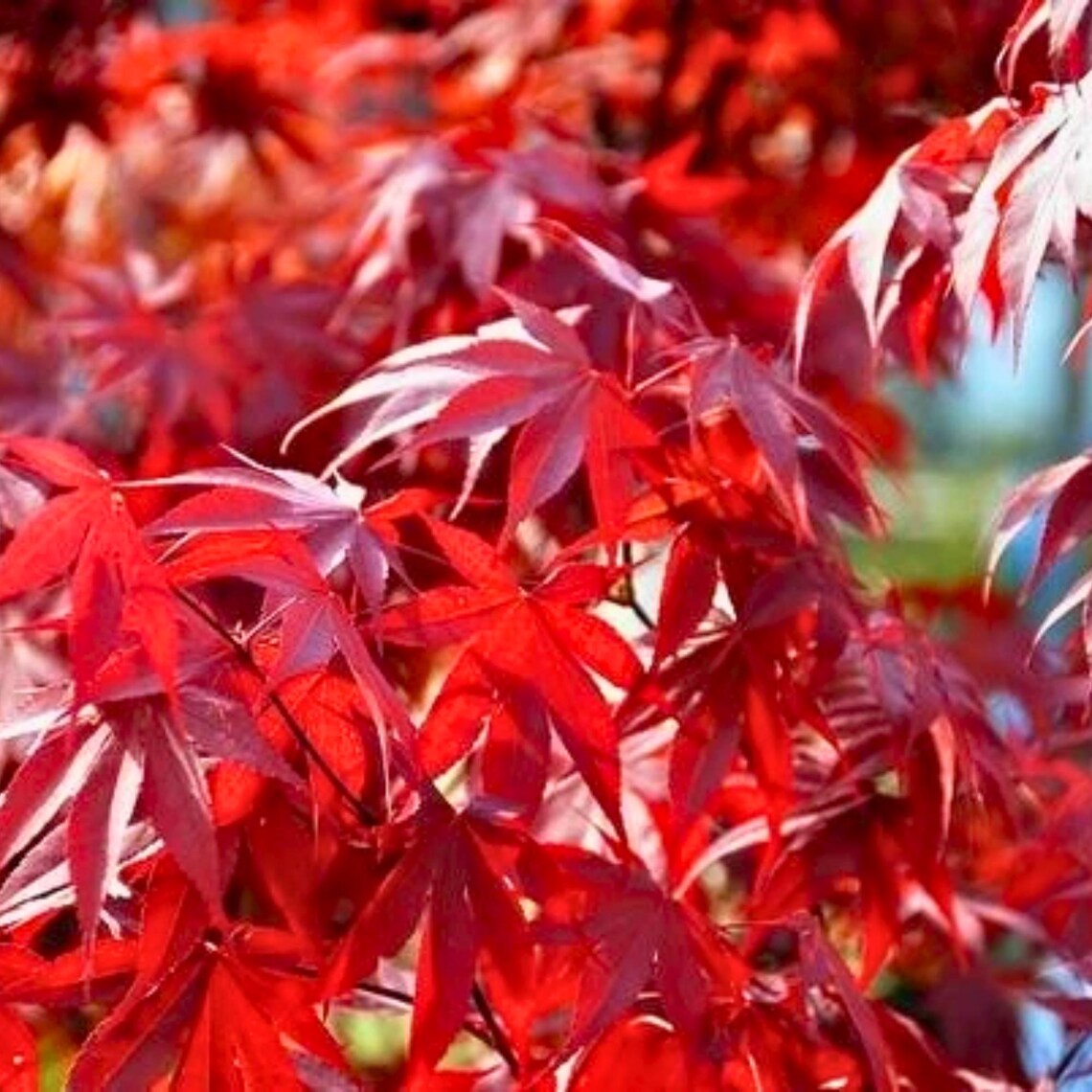 2.5 Fireglow Upright Red Japanese Maple Tree – Acer Palmatum With ...